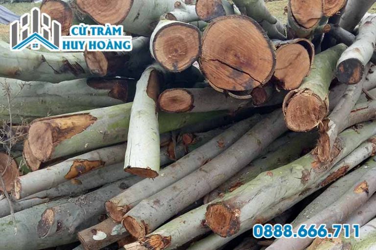 Gỗ bạch đàn | Những đặc điểm và tính chất của gỗ bạch đàn