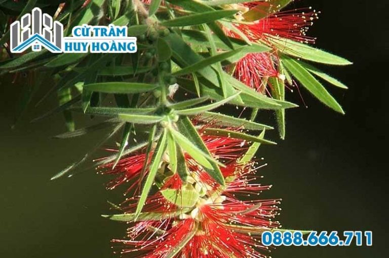Cây tràm là cây gì? Tìm hiểu về các loại cây tràm tại nước ta