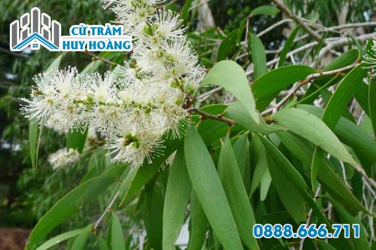 Cây tràm là cây gì? Tìm hiểu về các loại cây tràm tại nước ta