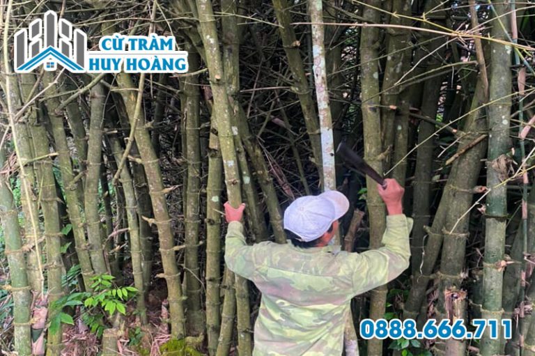 Cây tre gai | Đặc điểm và ứng dụng của tre gai như thế nào?